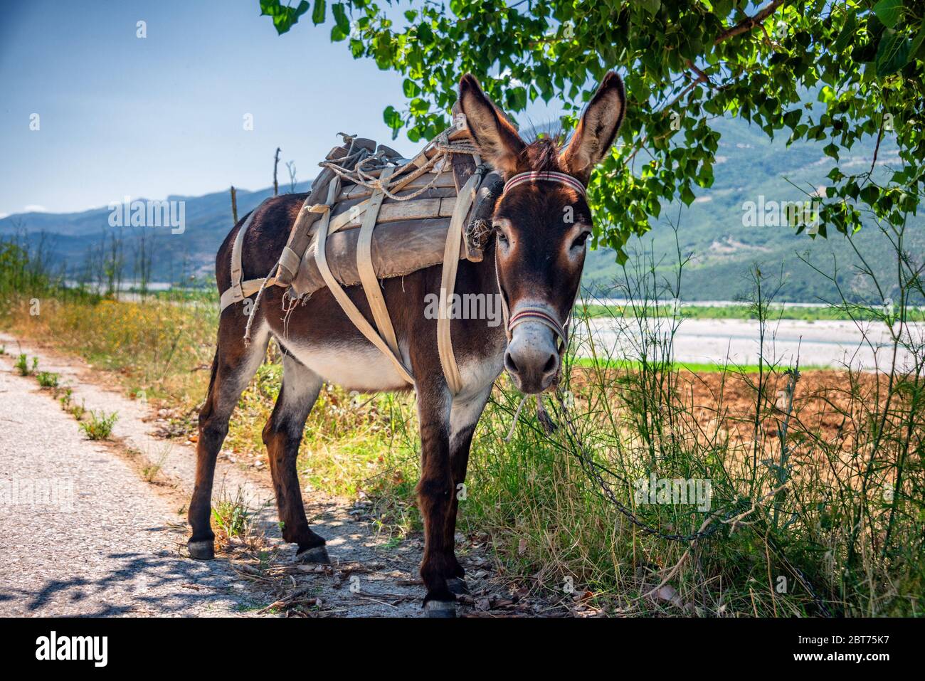 Working Donkey chained on tree in southern Albania Stock Photo - Alamy