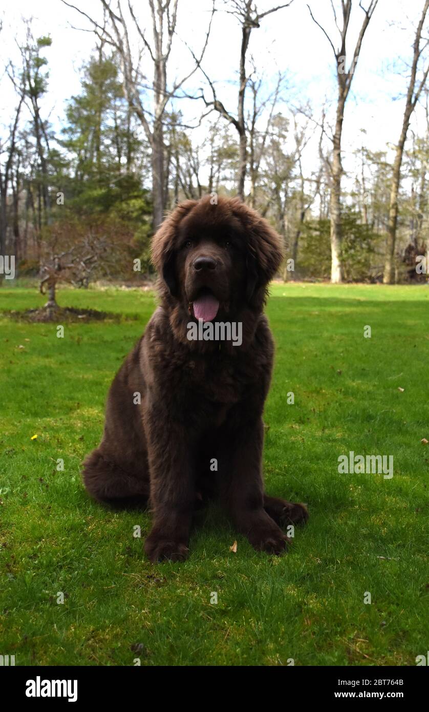 Cute brown Newfie dog sitting in green grass Stock Photo - Alamy