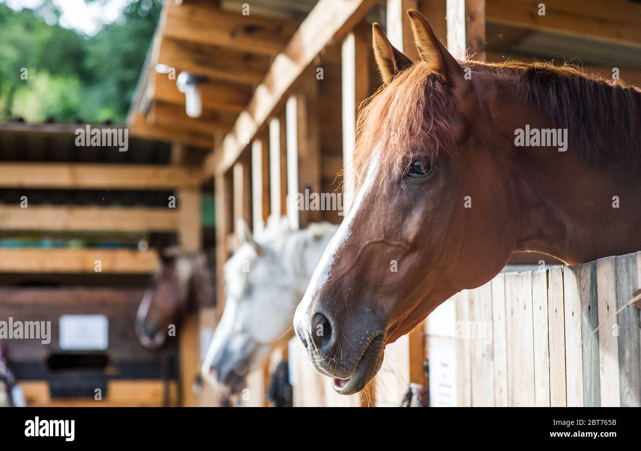 A horse look at me in stables Stock Photo - Alamy