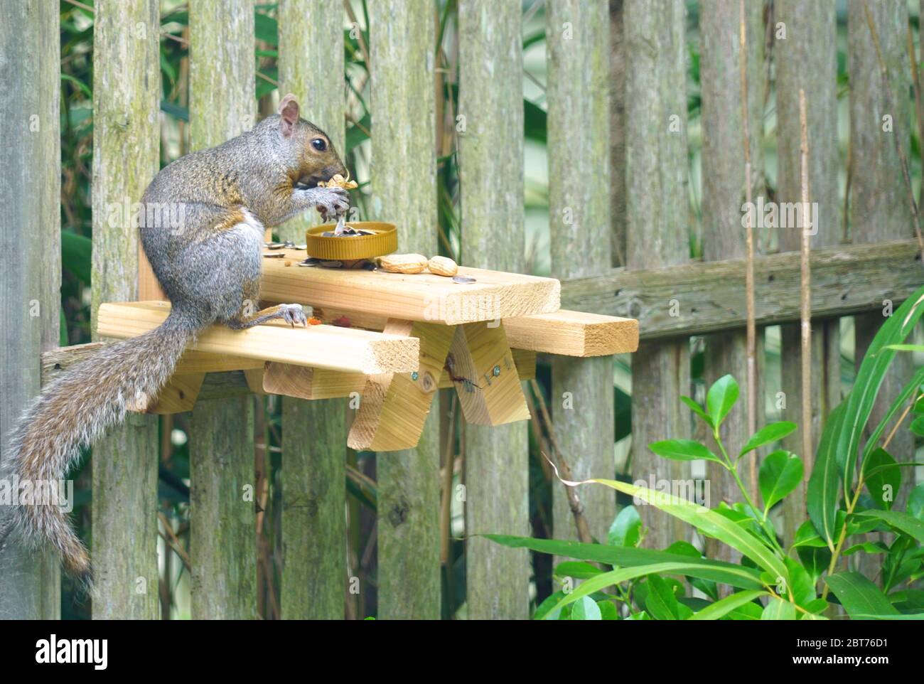 A gray squirrel eating at a backyard wooden picnic table for squirrels ...
