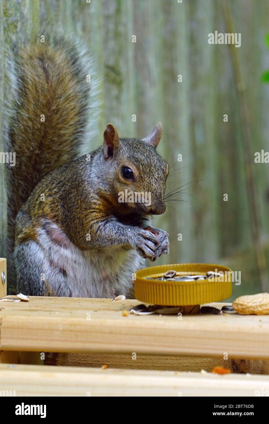 A gray squirrel eating at a backyard wooden picnic table for squirrels ...
