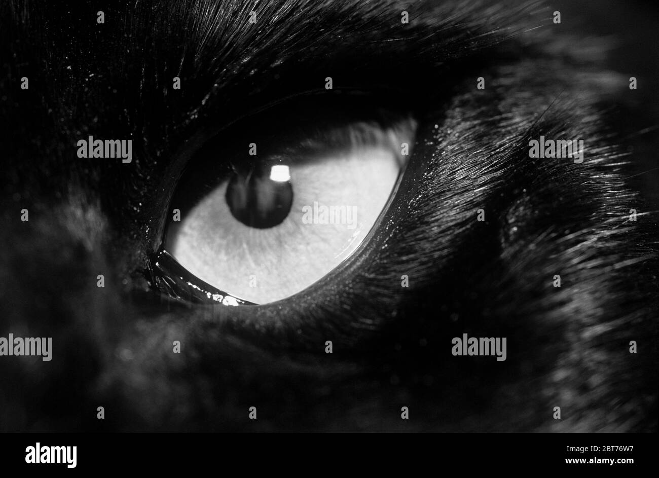 One eye watching Black and White Stock Photos & Images - Alamy