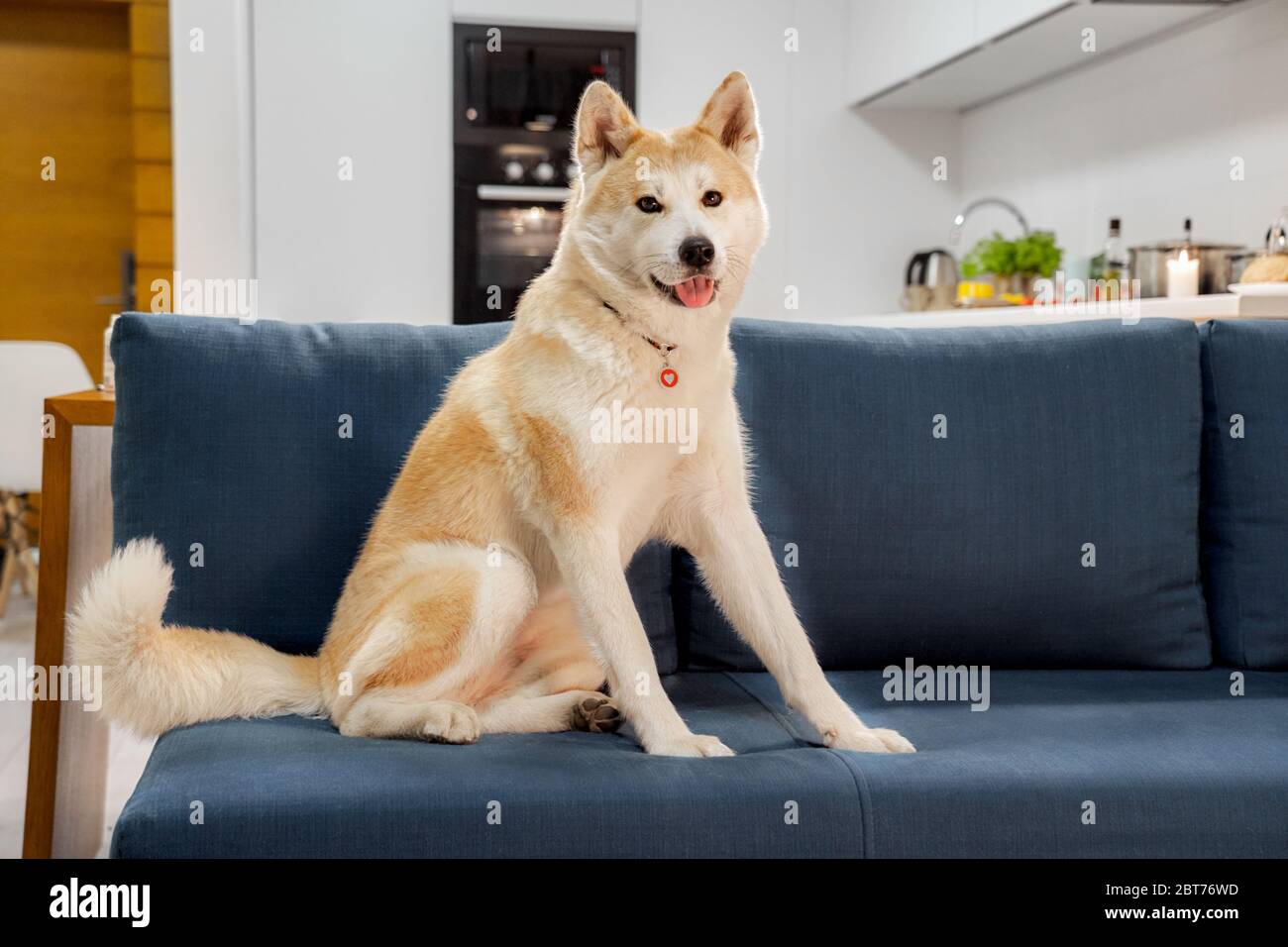 Doggy style woman hi-res stock photography and images - Alamy