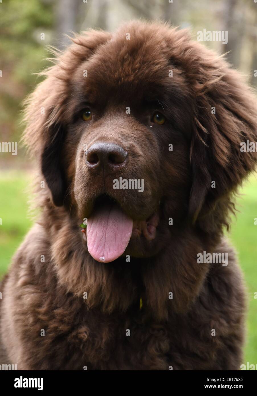 Adorable brown Newfoundland dog with his tongue sticking out Stock ...