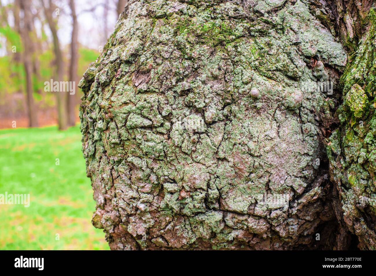 Close-up details of bark on tree trunk with bumps and burls Stock Photo ...