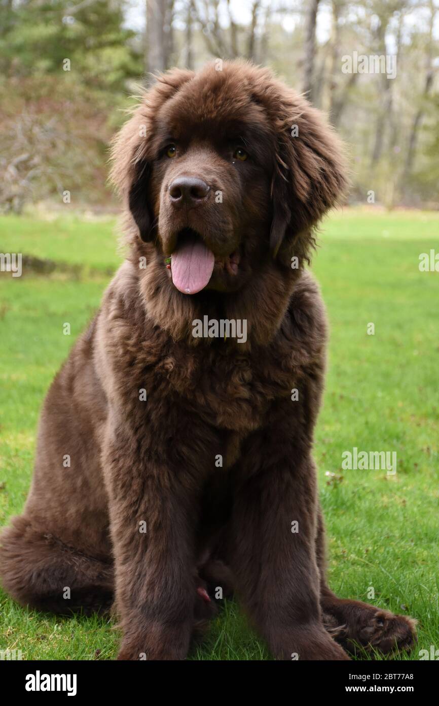 Adorable brown Newfie puppy dog sitting and looking cute Stock Photo ...