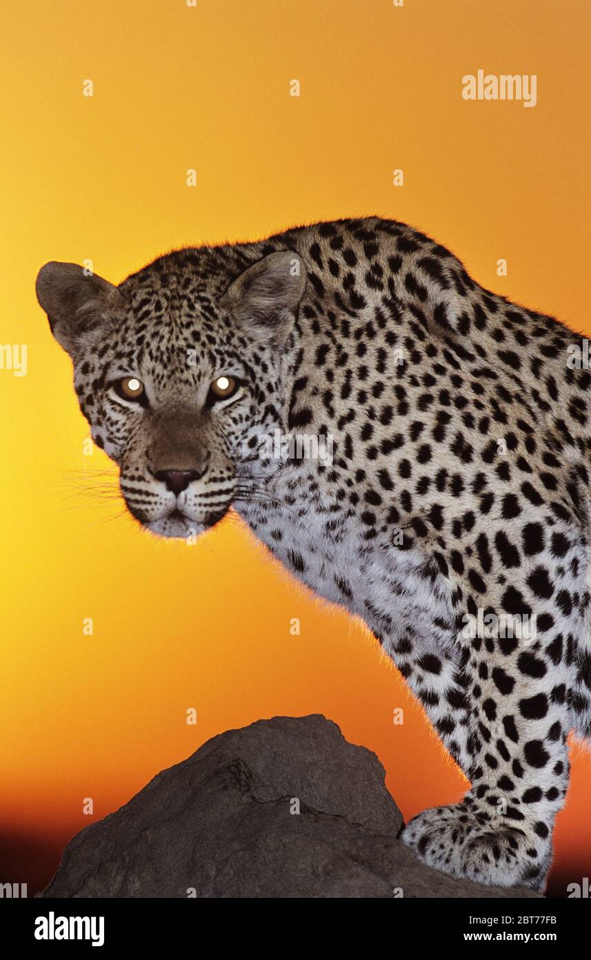Leopard looking at camera hi-res stock photography and images - Alamy