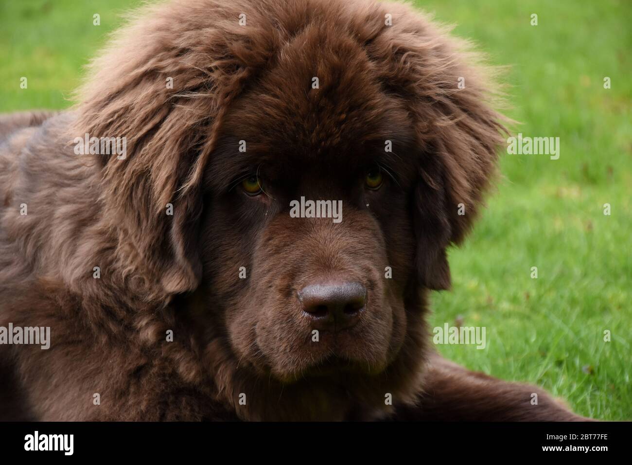 Direct look into the fluffy face of a Newfie dog Stock Photo - Alamy