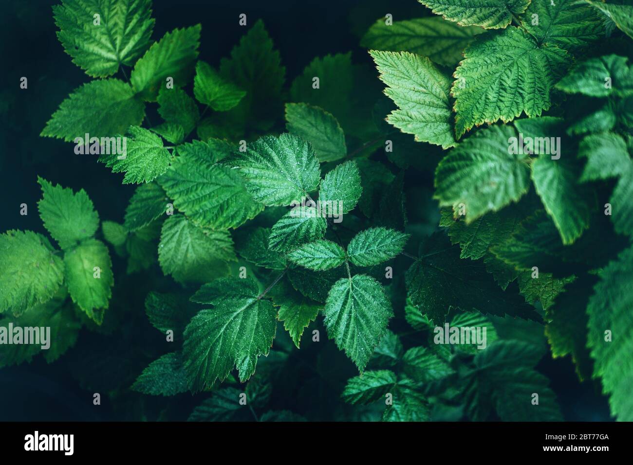 Green nature plant leaves background, spring garden as floral backdrop ...