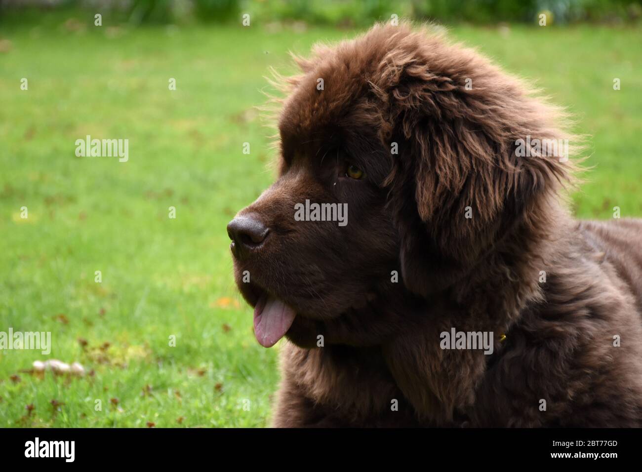 Brown Newfie dog with a beautiful side profile Stock Photo - Alamy