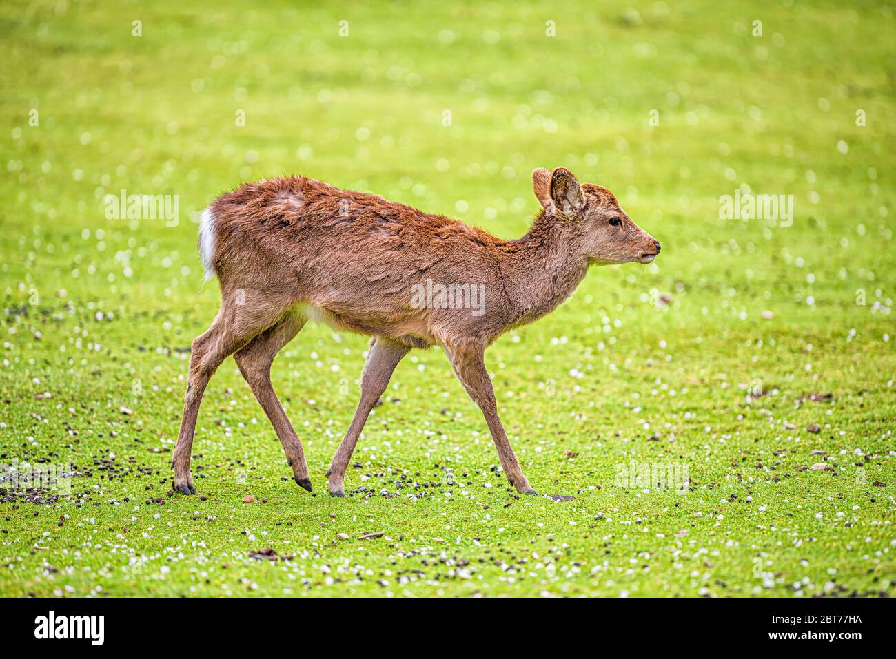 Nara, Japan city park with one deer animal during spring grazing eating ...