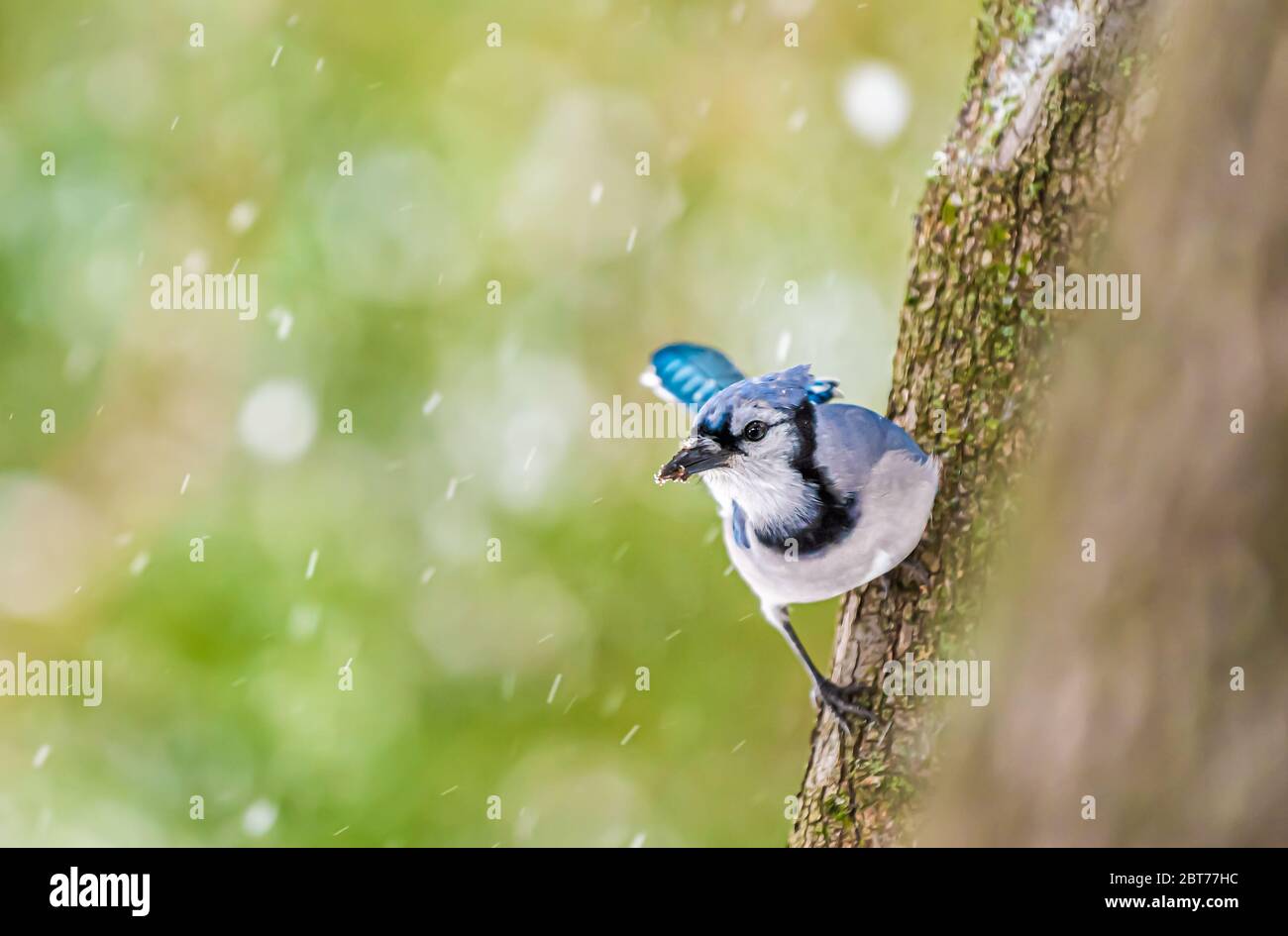 Blurry bird hi-res stock photography and images - Alamy