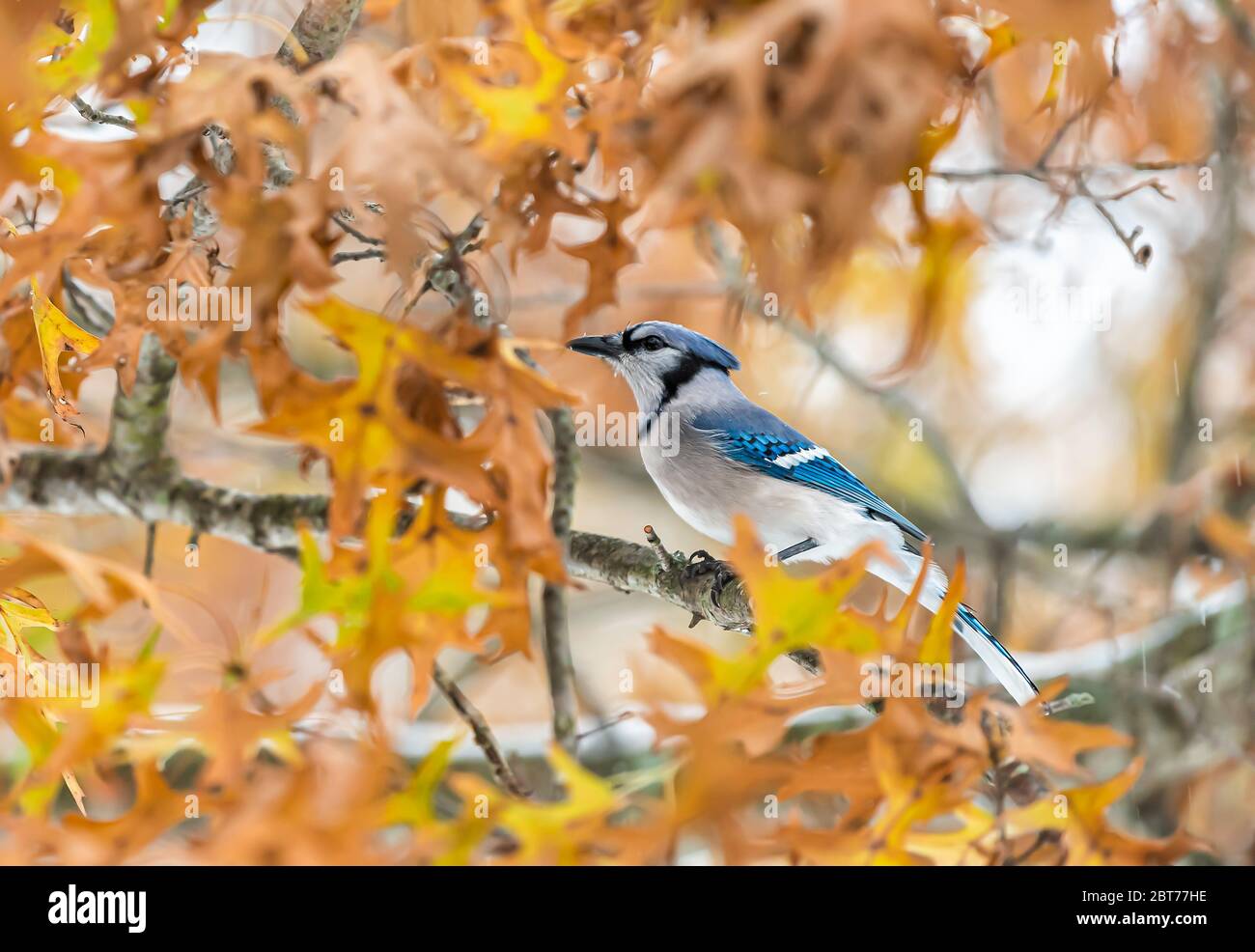 Jay bird oak hi-res stock photography and images - Alamy