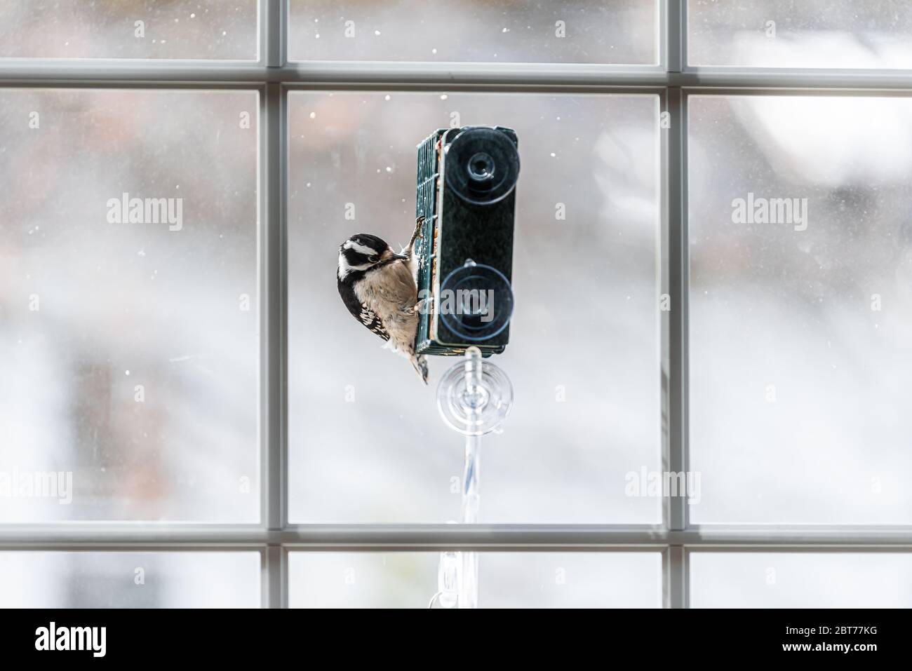 Winter Window Display Bird Cage
