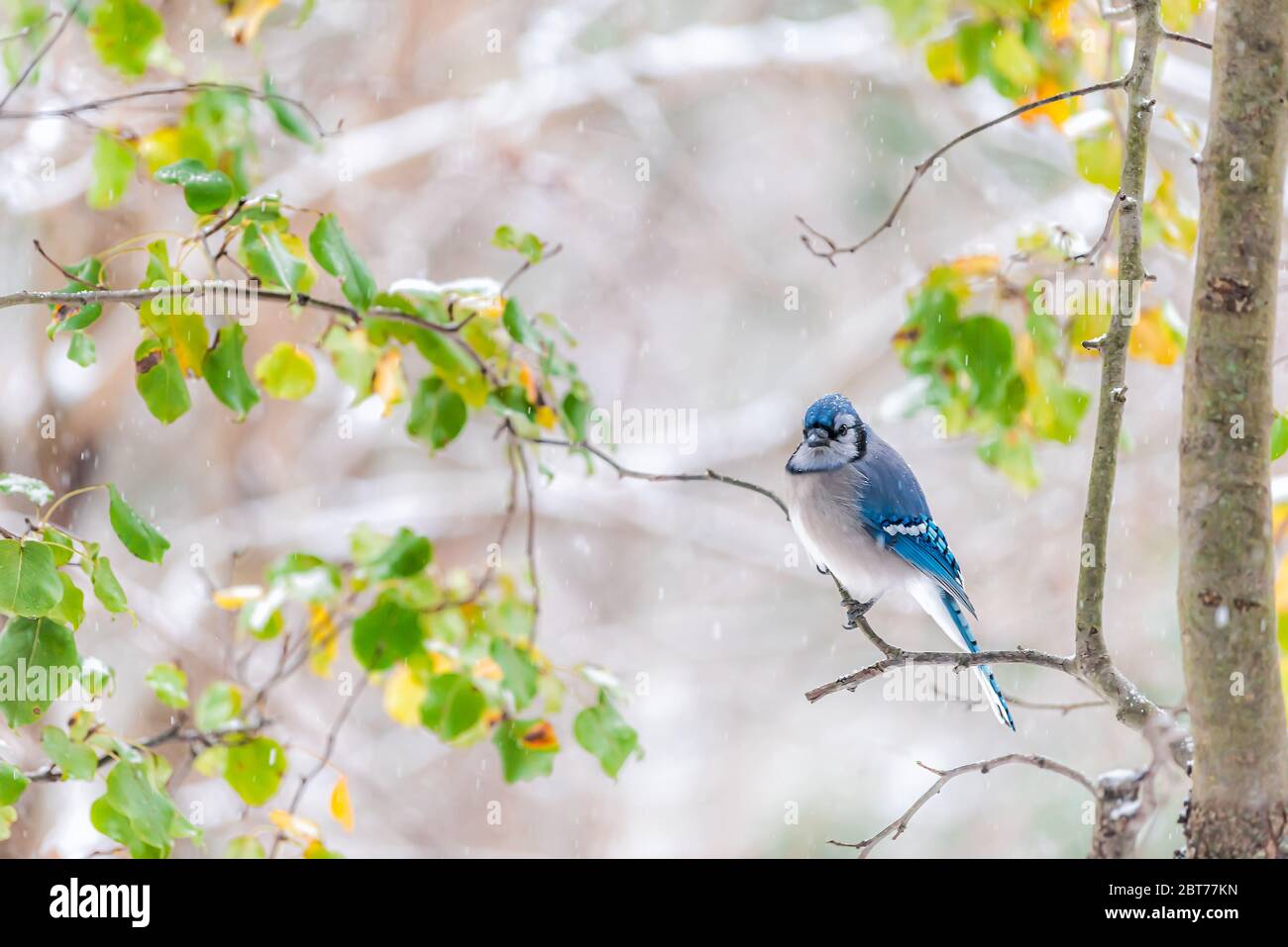 Cynanocitta cristata hi-res stock photography and images - Alamy