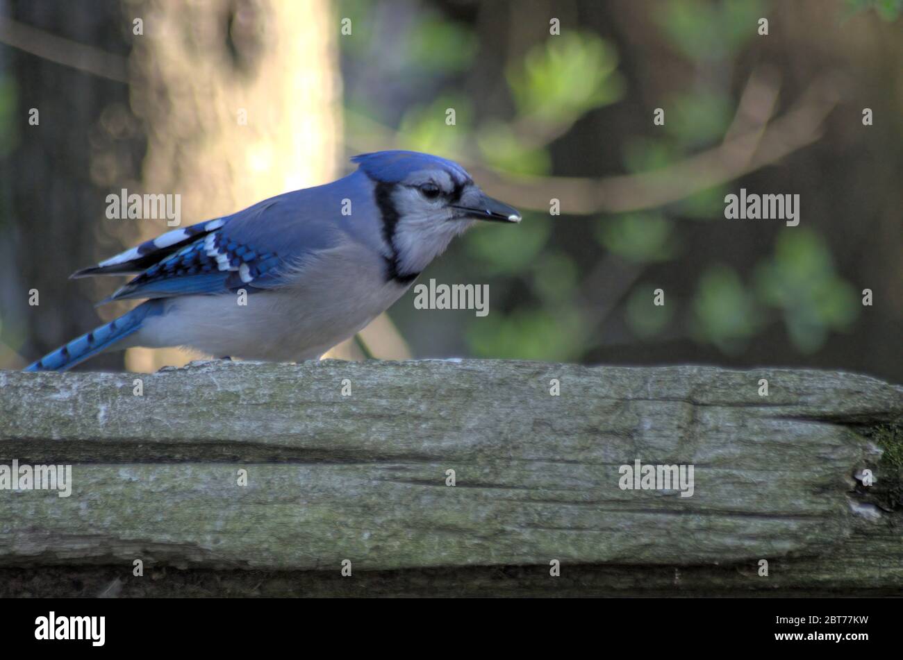Fence cyanocitta hi-res stock photography and images - Alamy