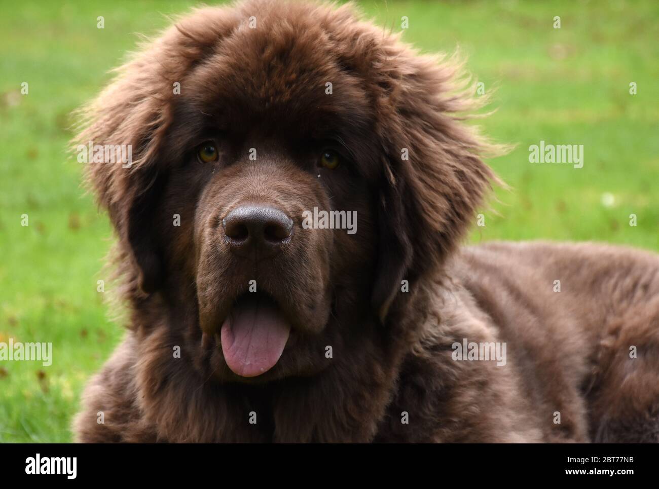 Newfie puppy hi-res stock photography and images - Alamy