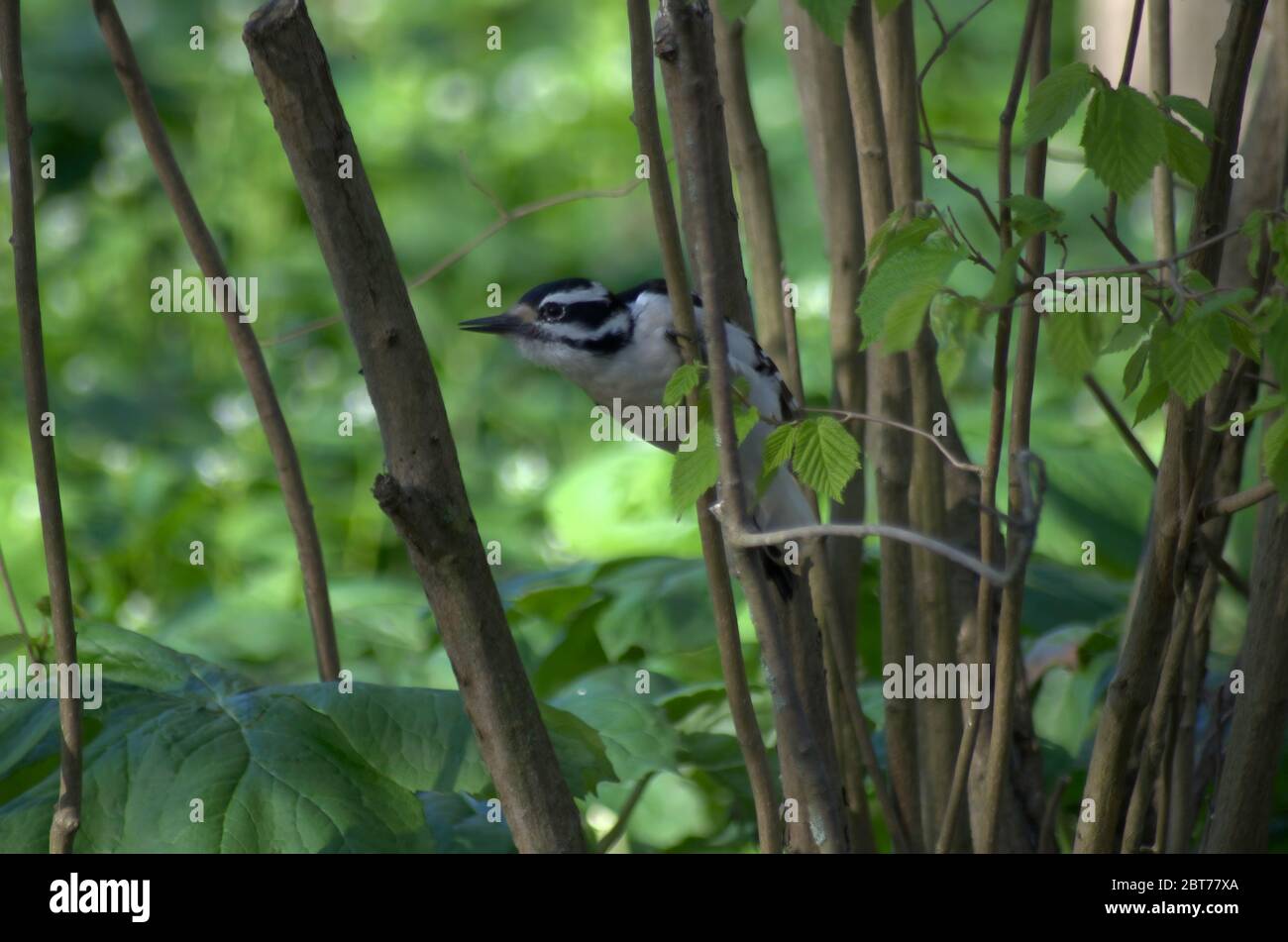 A Hairy Woodpecker (Dryobates villosus) clinging to a narrow branch of ...