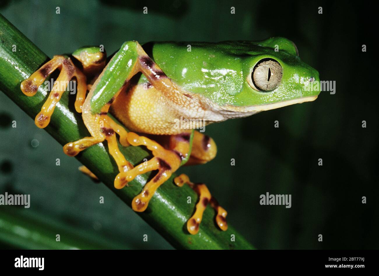 Frog on a vine hi-res stock photography and images - Alamy