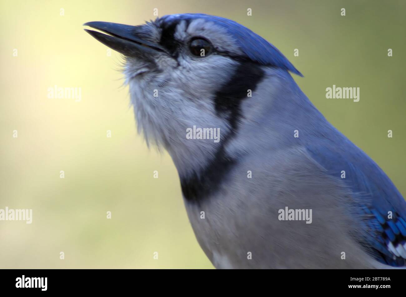 Close up profile of a jay bird hi-res stock photography and images - Alamy