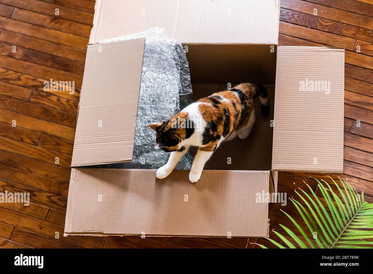High angle above view of calico cat inside package delivery cardboard ...