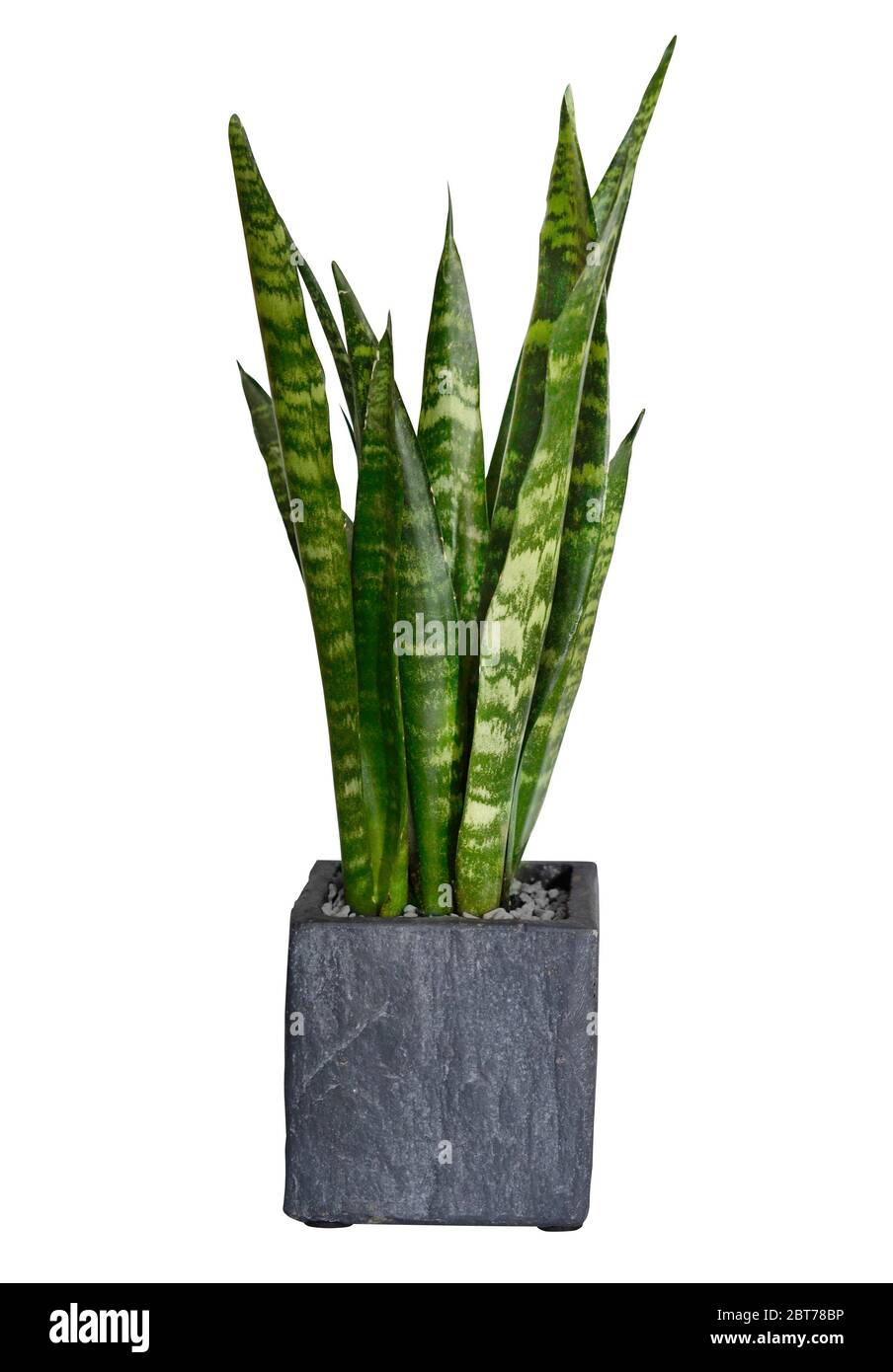 Hemp plant hi-res stock photography and images - Alamy