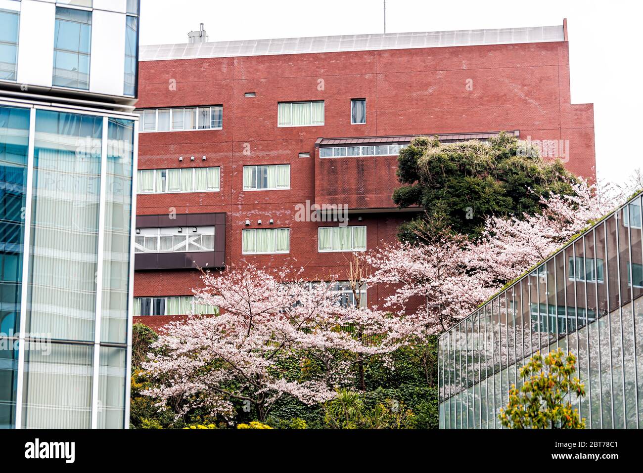 Tokyo urban plants hi-res stock photography and images - Alamy