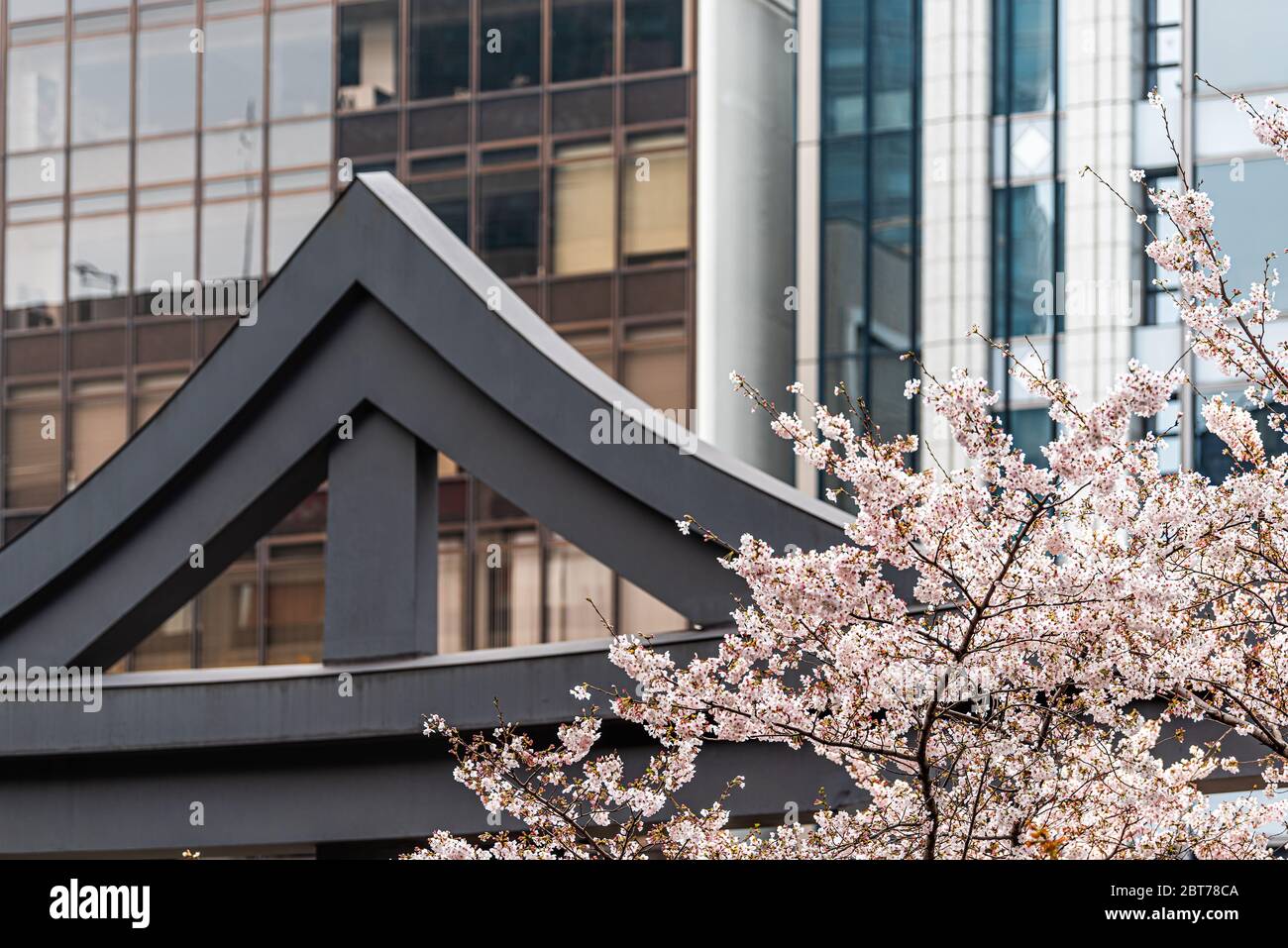 Pink cherry blossom sakura trees by modern glass building in background ...
