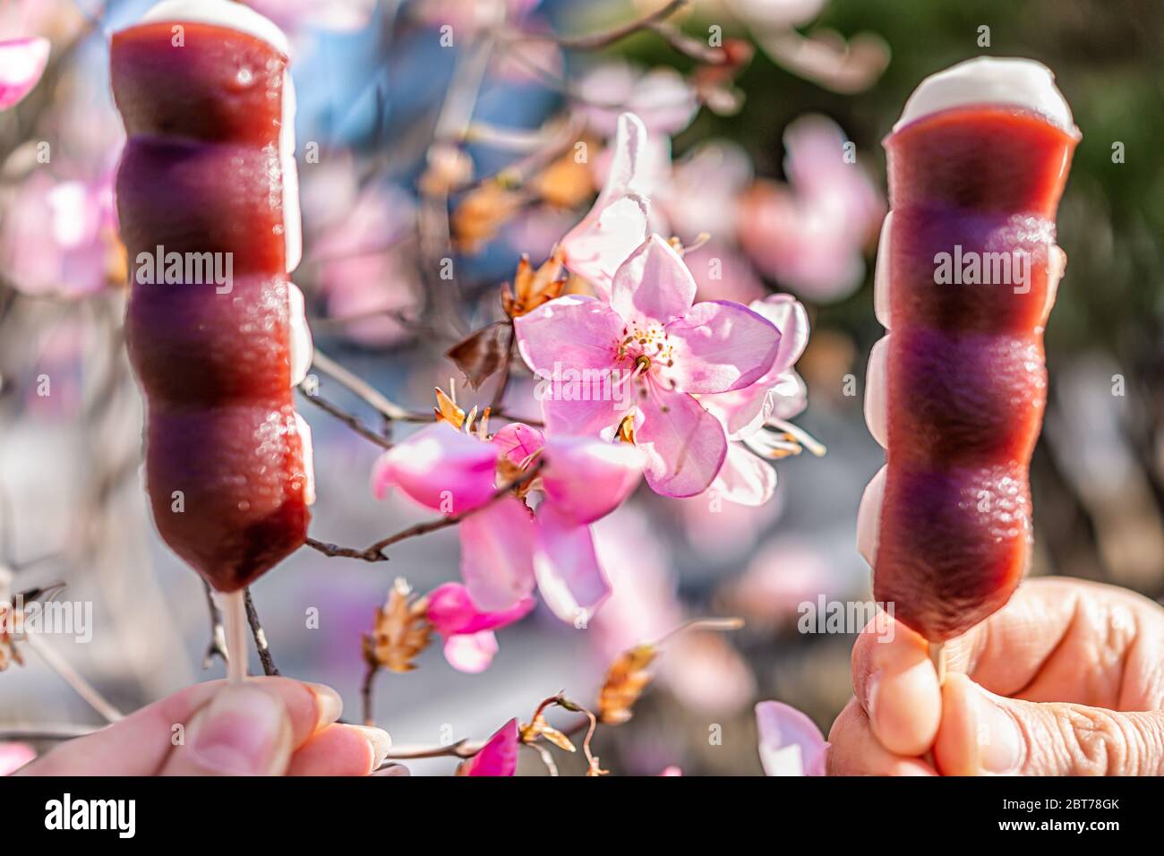 Pink sakura or plum tree flower petals in spring springtime in Nikko ...