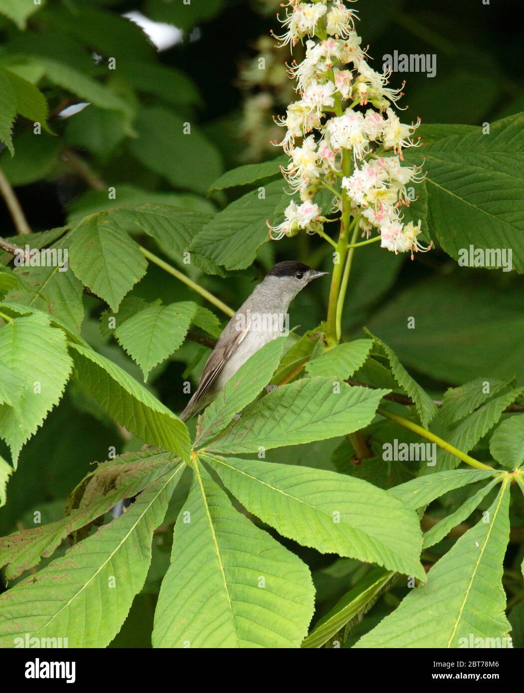 Chestnut horse anatomy hi-res stock photography and images - Alamy