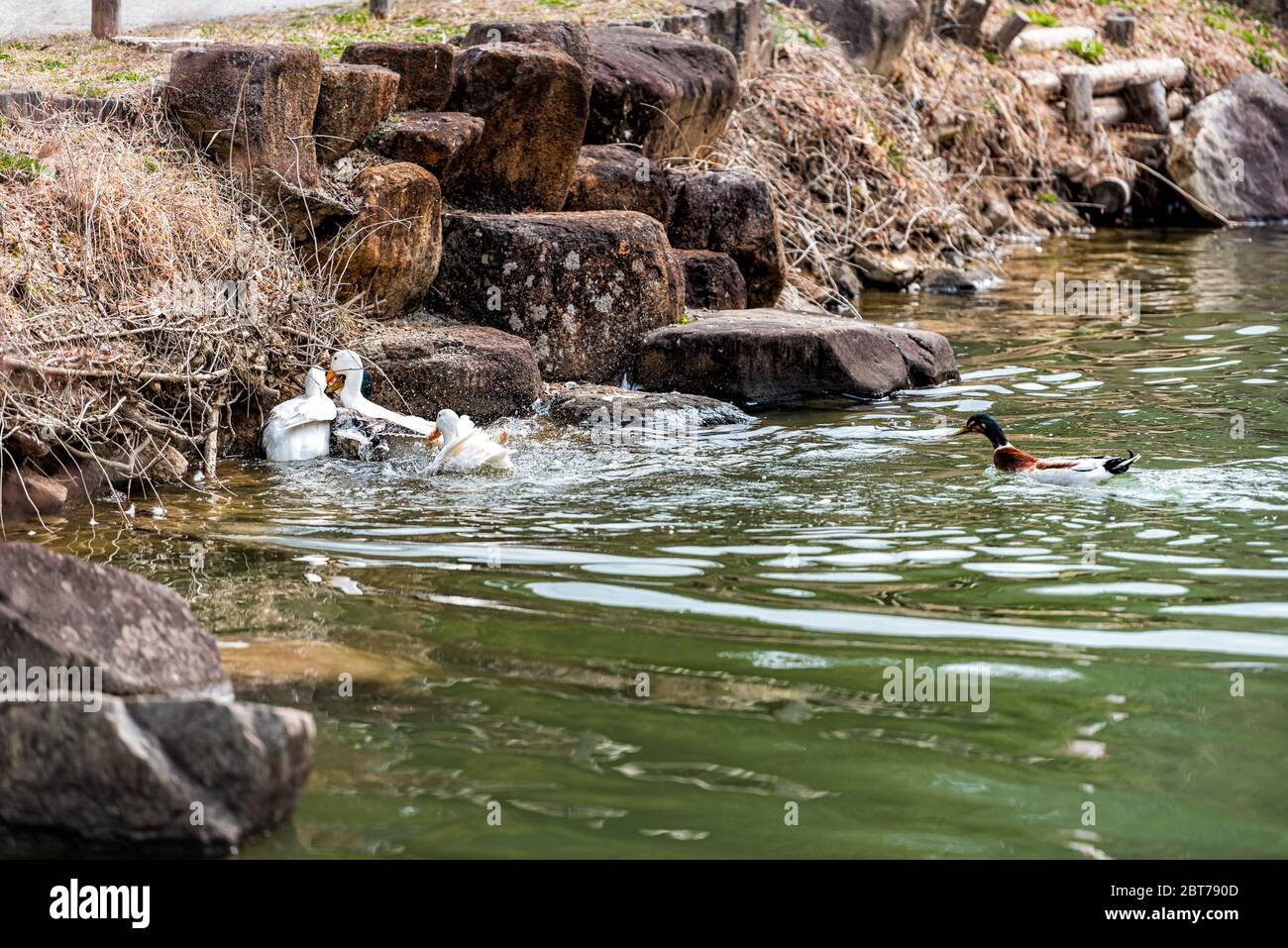 Aggressive duck hi-res stock photography and images - Alamy