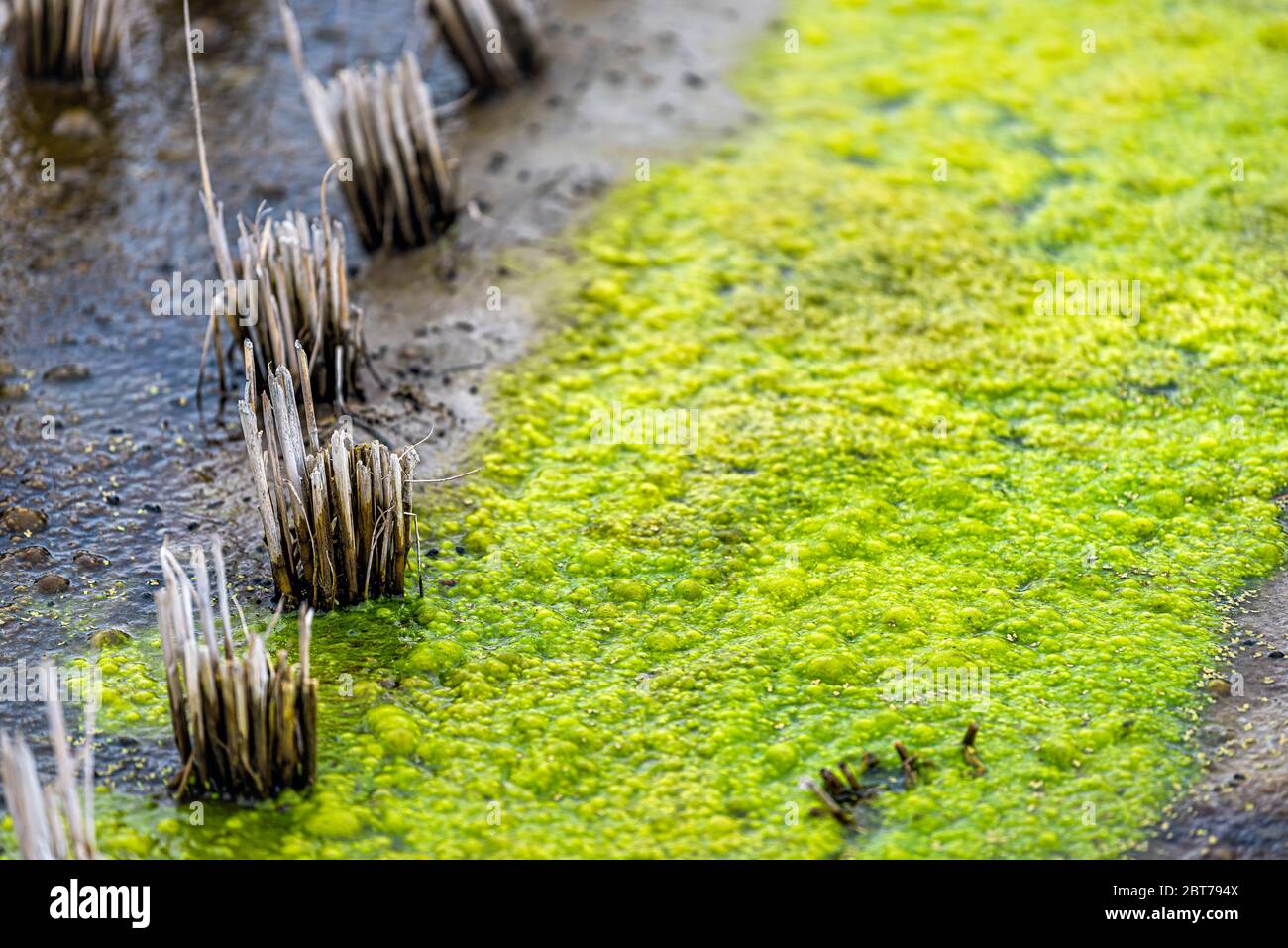 Algae cultivation japan hi-res stock photography and images - Alamy