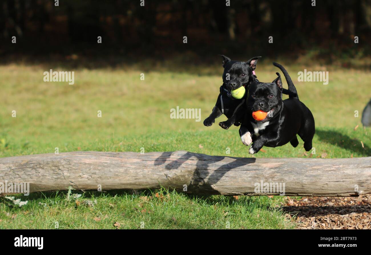 Two dogs jumping logs hi-res stock photography and images - Alamy