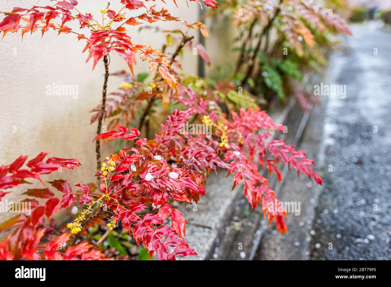 Hiragi nanten hi-res stock photography and images - Alamy