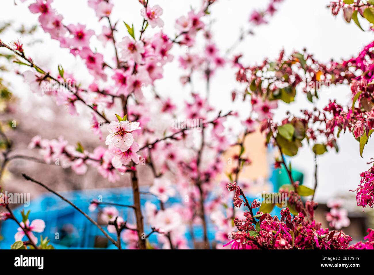 Purple Sakura Flowers High Resolution Stock Photography and Images - Alamy