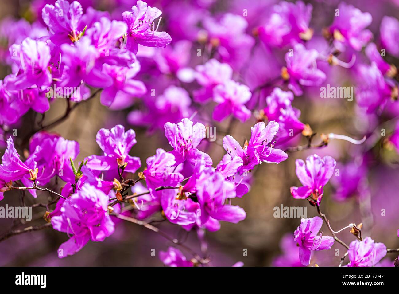 Kyoto, Japan macro closeup pattern of purple azalea rhododendron ...