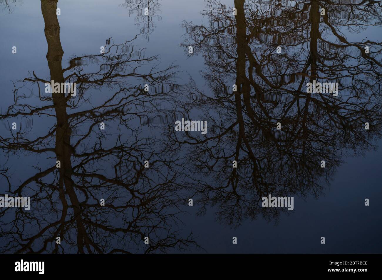 Beautiful nature and landscape photo of trees reflection in water at ...