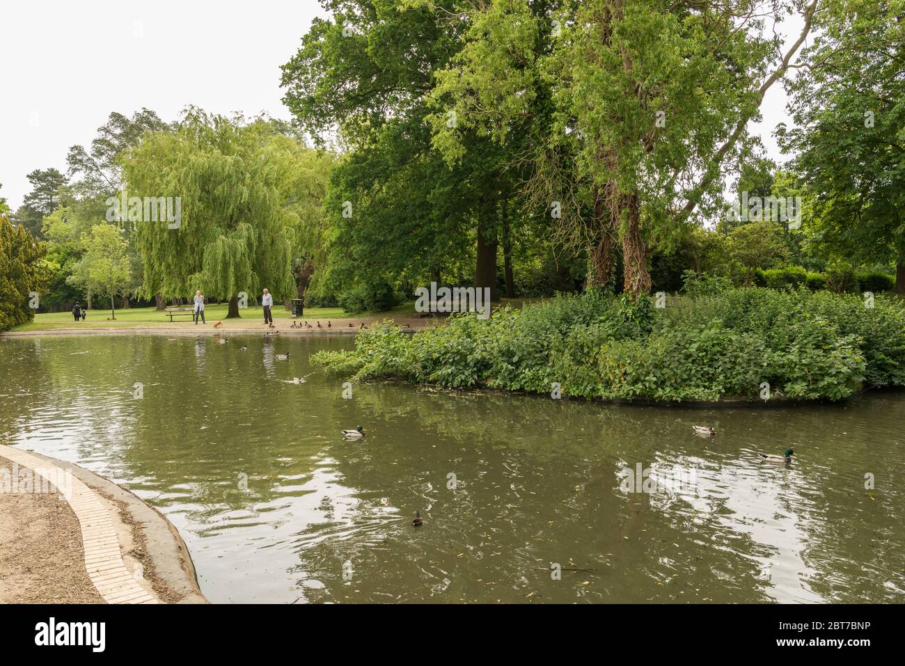 Birds and waterfowl around the pond in Pinner Memorial Park, Pinner ...