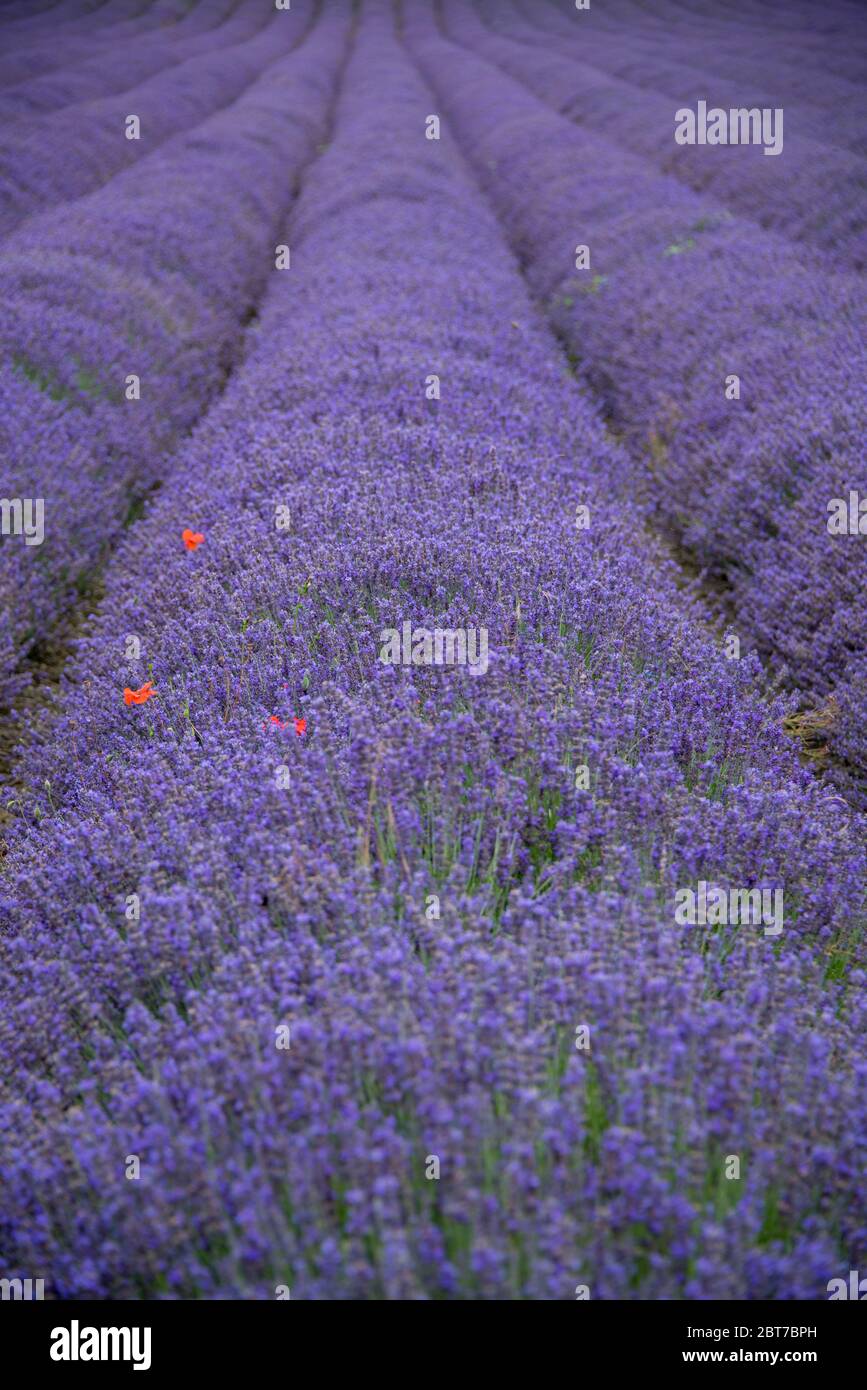 Kent lavender fields hi-res stock photography and images - Alamy