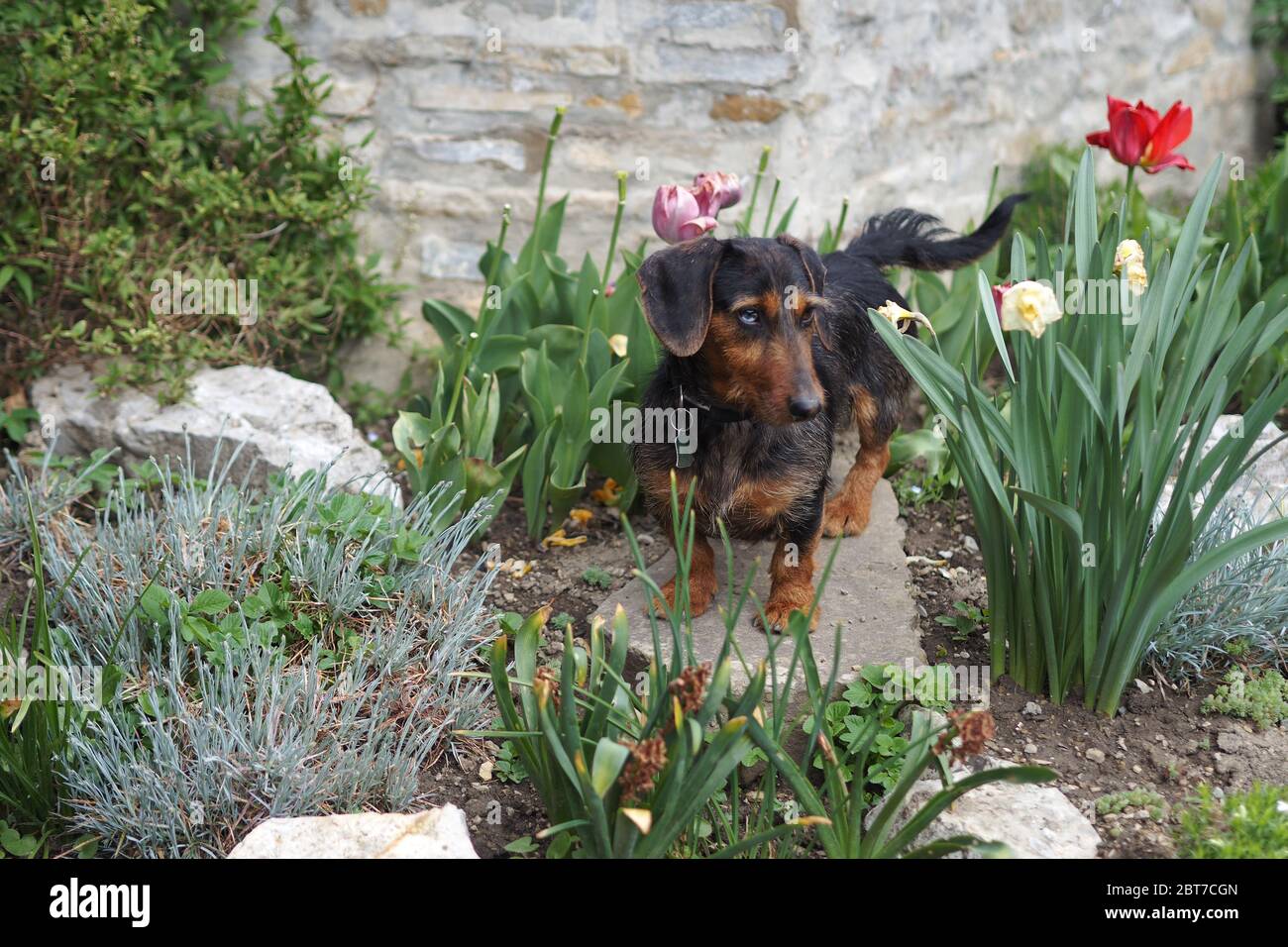 Small dog in nature hi-res stock photography and images - Alamy