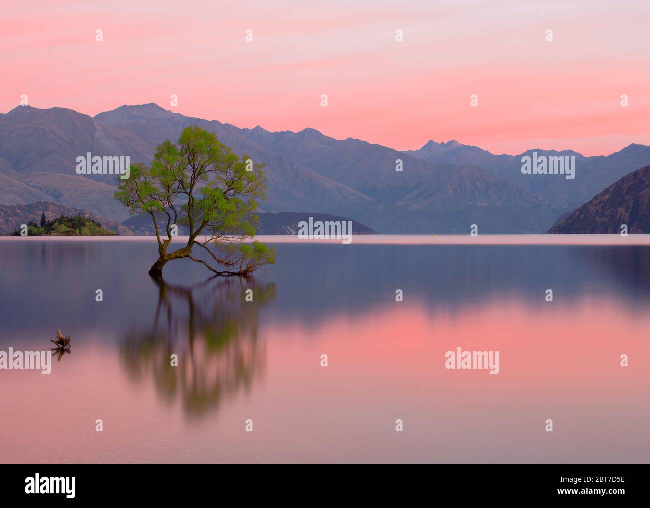 Famous wanaka tree hi-res stock photography and images - Alamy