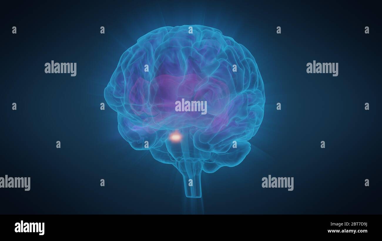 3d illustration human brain with convolutions and a radiance of light ...