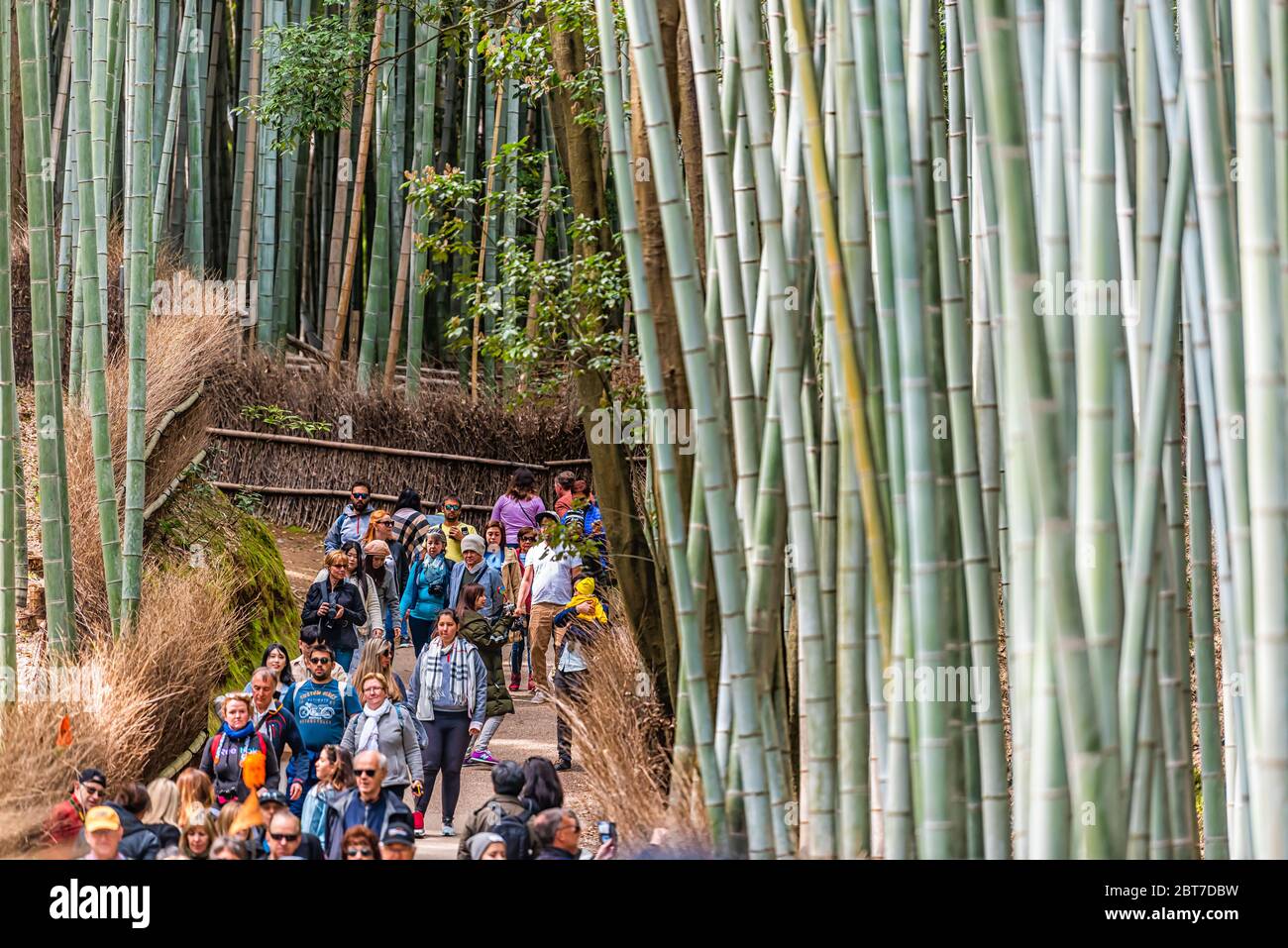 The sagano bamboo forest hi-res stock photography and images - Alamy