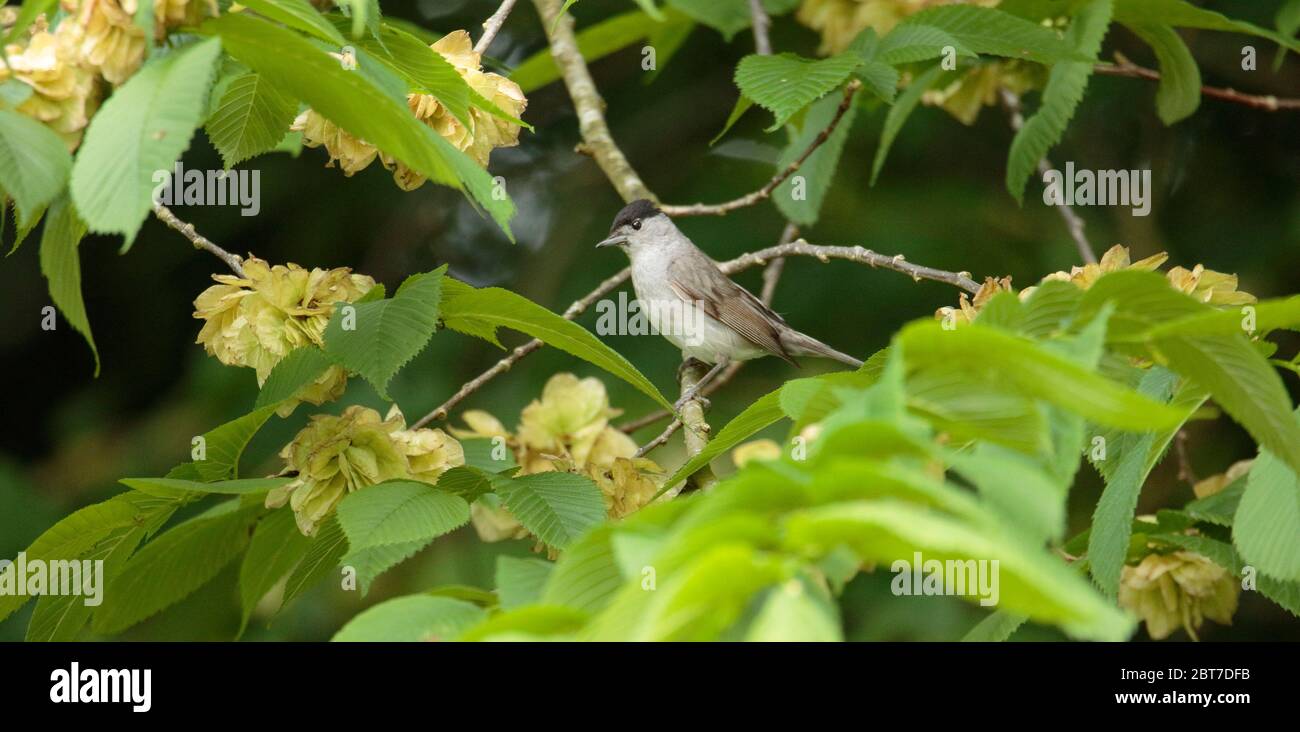 Irish elm hi-res stock photography and images - Alamy