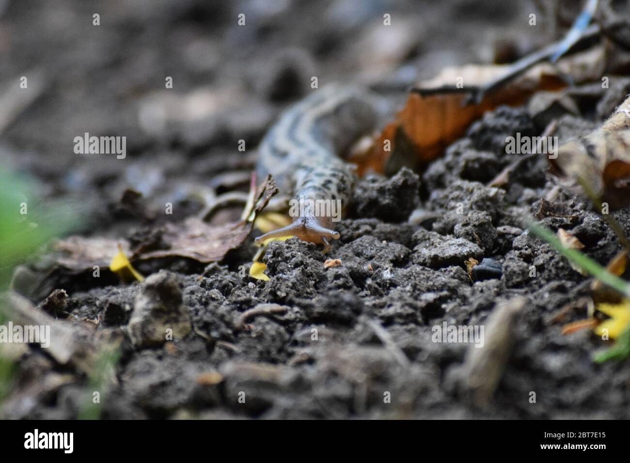 a Tiger-slug in the Garden Stock Photo - Alamy