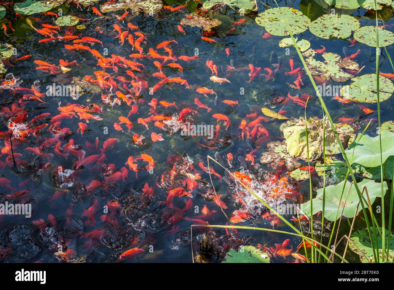 Chinese Koi Fish swimming in the pond in a park in Beijing, China Stock ...