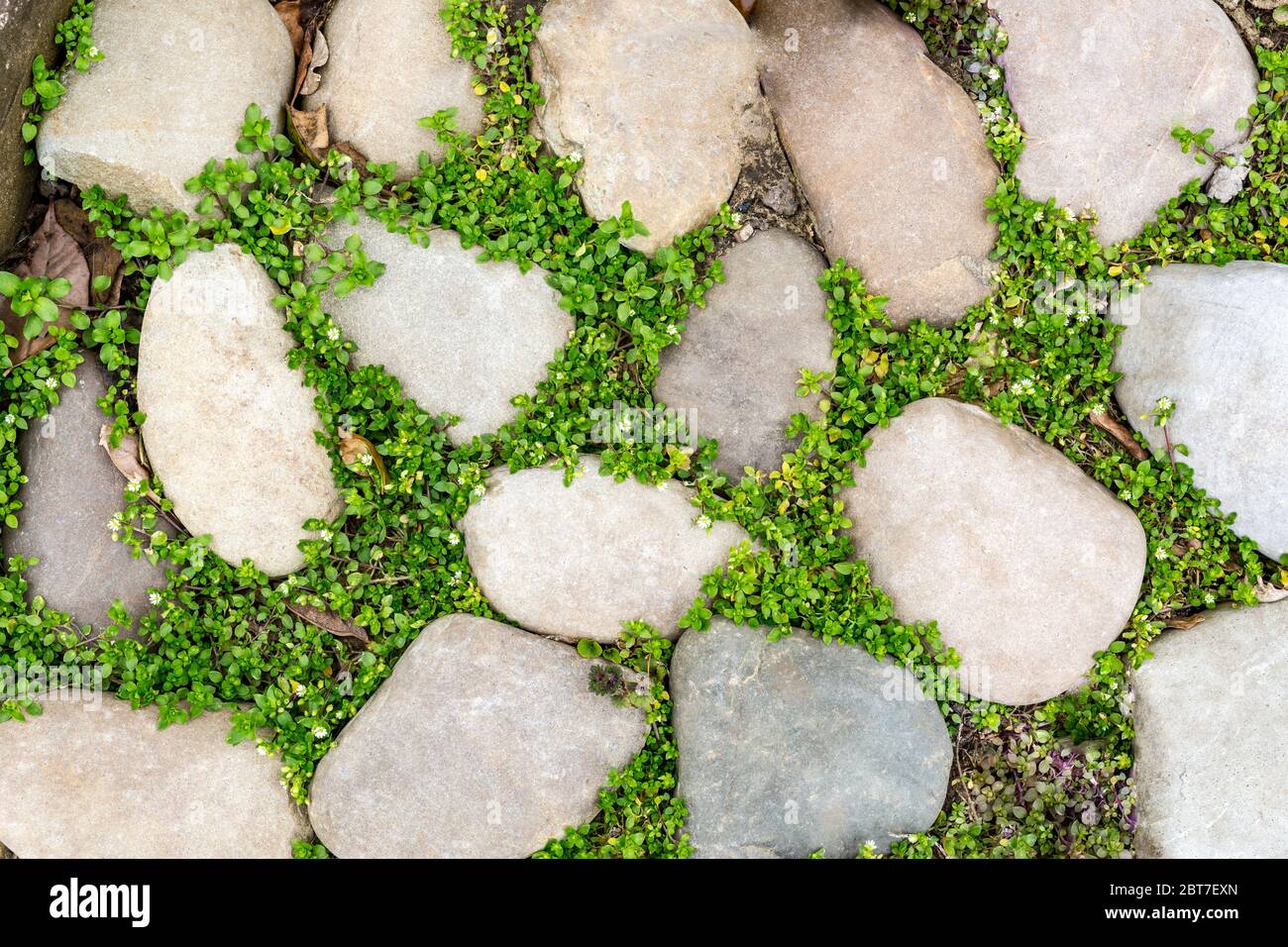Stone pathway and meadow hi-res stock photography and images - Alamy