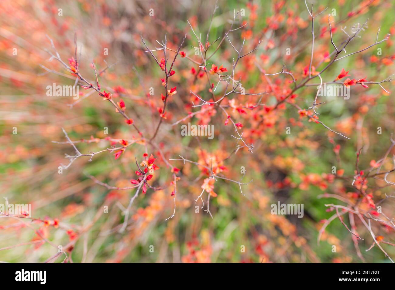 Barberry (Berberis vulgaris) branch fresh ripe berries natural green ...