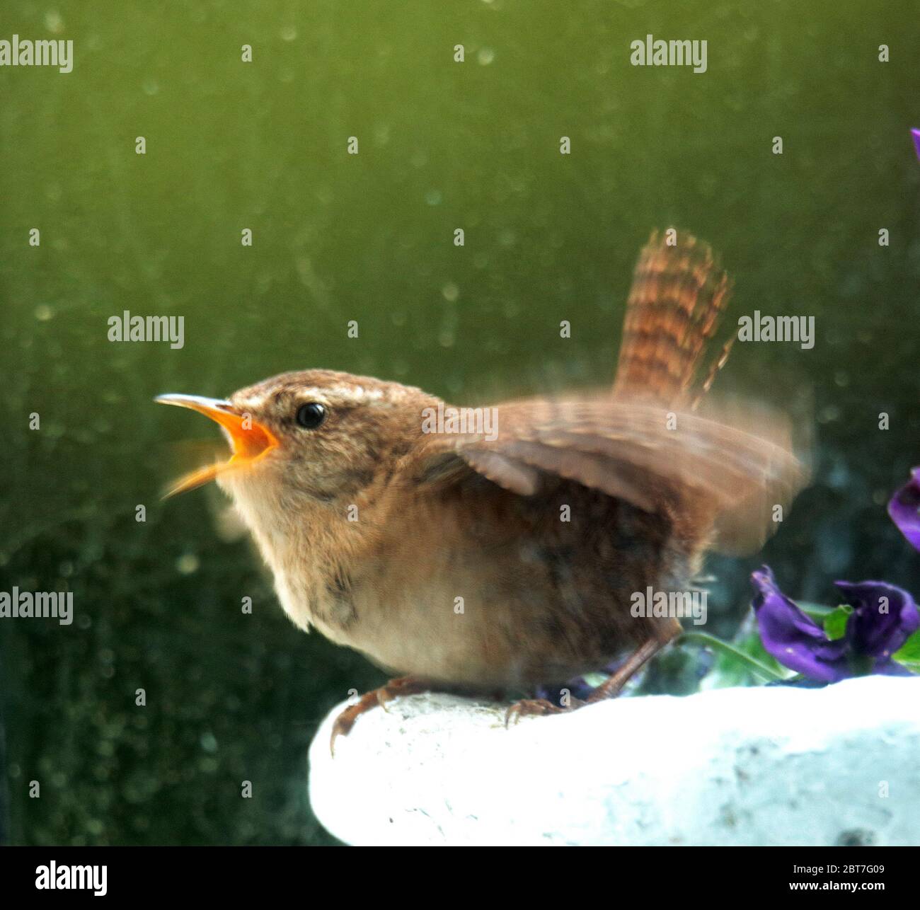 Wren flying hi-res stock photography and images - Alamy