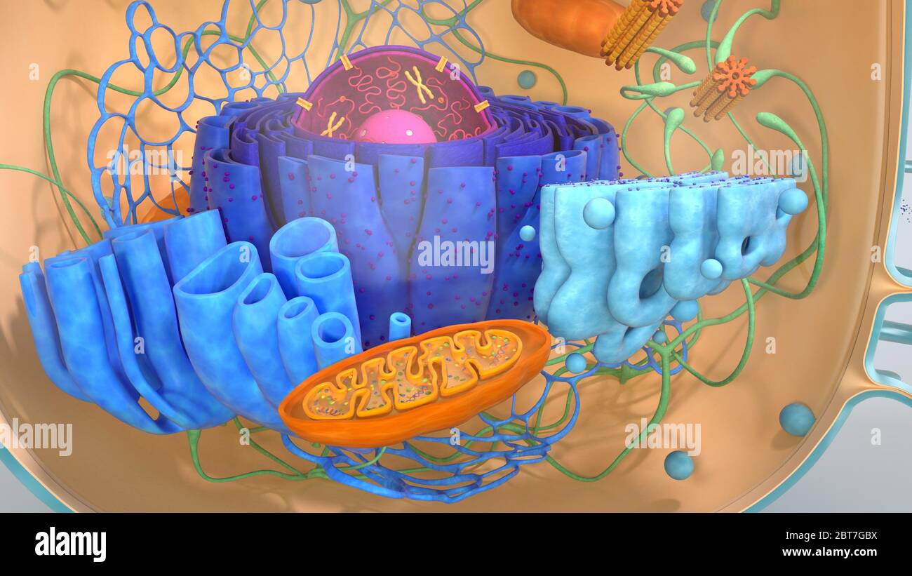 3d render. 3d illustration cell modell Stock Photo - Alamy